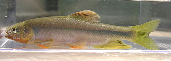 끄리아과 Subfamily Opsariichthyinae