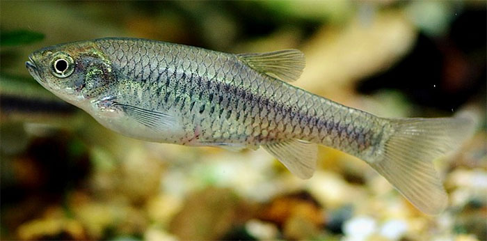 끄리아과 Subfamily Opsariichthyinae