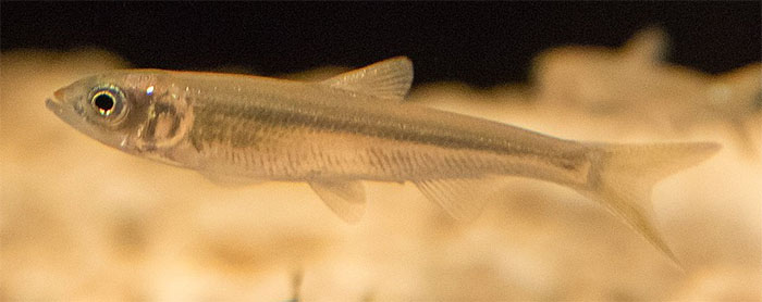 끄리아과 Subfamily Opsariichthyinae