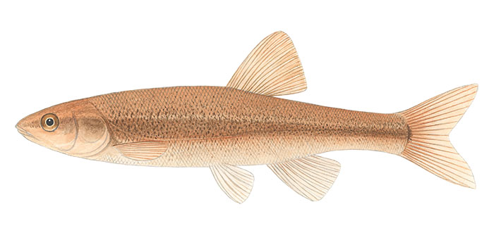 버들피리(Amur minnow) Rhynchocypris lagowskii