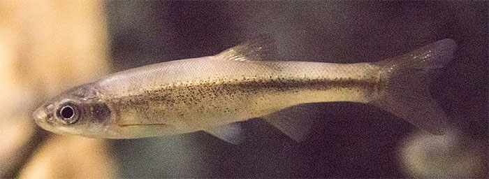 버들피리(Amur minnow) Rhynchocypris lagowskii
