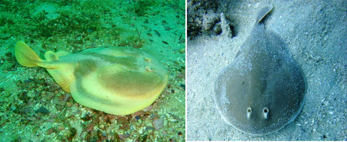 수면전기가오리과 Family Narkidae