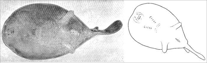 수면전기가오리과 Family Narkidae