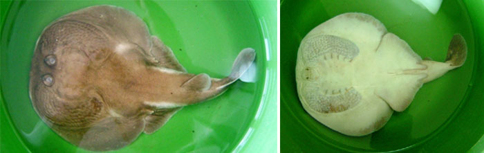 수면전기가오리과 Family Narkidae