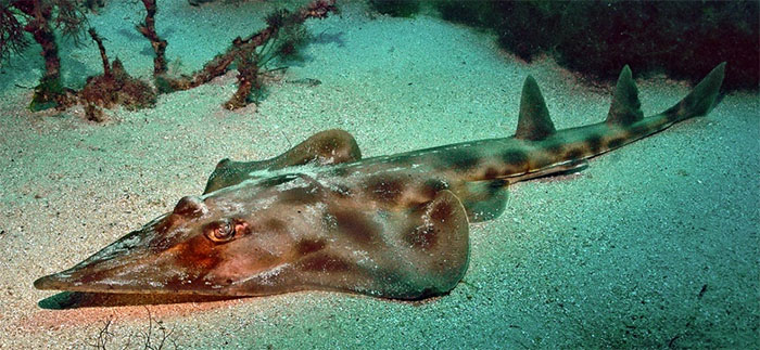 밴조가오리과 Family Trygonorrhinidae