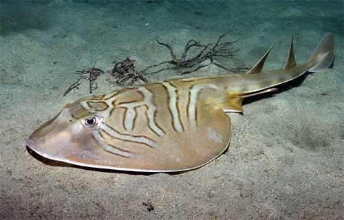 밴조가오리과 Family Trygonorrhinidae