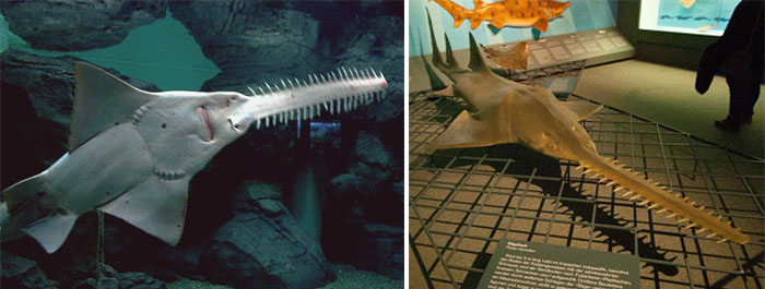 큰이빨 톱가오리(Largetooth sawfish or Common sawfish).