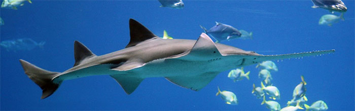 큰이빨 톱가오리(Largetooth sawfish or Common sawfish).