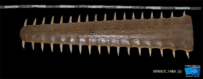 큰이빨 톱가오리(Largetooth sawfish or Common sawfish).