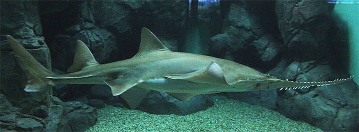 큰이빨 톱가오리(Largetooth sawfish or Common sawfish).