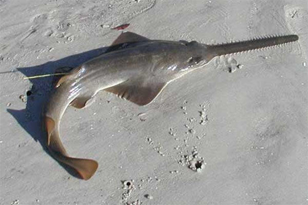 긴빗 톱가오리(Longcomb sawfish)