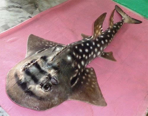 목탁수구리(Bowmouth guitarfish).