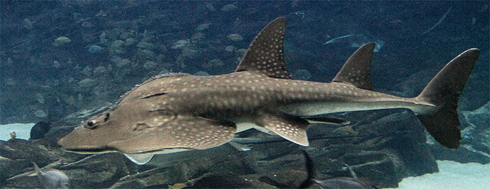 목탁수구리(Bowmouth guitarfish).