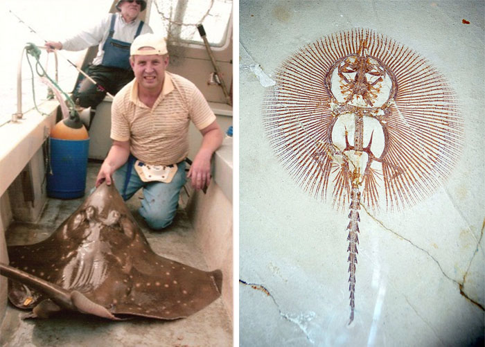 홍어목 Order Rajiformes(skates and rays).