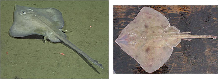 홍어목 Order Rajiformes(skates and rays).