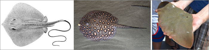 매가오리목(독침가오리목).