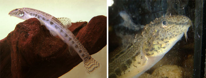미꾸리과 Family Cobitidae(loaches).