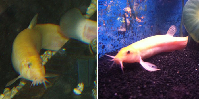 미꾸리(Asian weather loach).