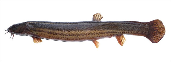 유럽미꾸라지(European weather loach). Misgurnus fossilis