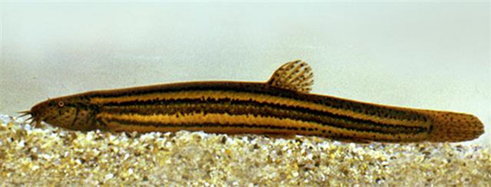 유럽미꾸라지(European weather loach). Misgurnus fossilis