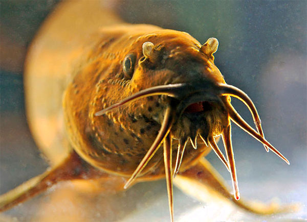 유럽미꾸라지(European weather loach). Misgurnus fossilis