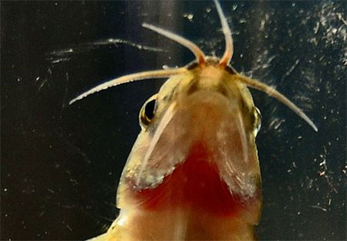 종개과 Family Nemacheilidae(Stone loaches).