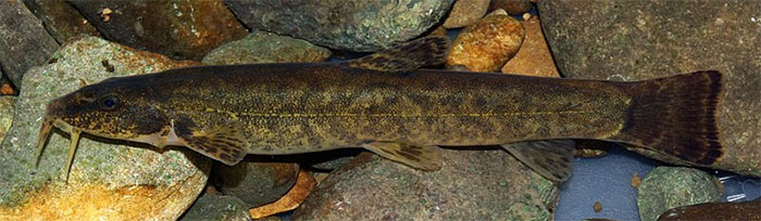 종개과 Family Nemacheilidae(Stone loaches).