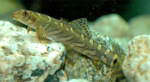 종개과 Family Nemacheilidae(Stone loaches).