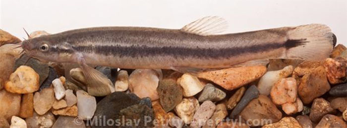 쌀미꾸리(Eightbarbel loach). Lefua costata