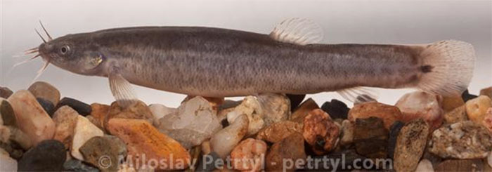 쌀미꾸리(Eightbarbel loach). Lefua costata