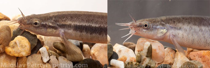쌀미꾸리(Eightbarbel loach). Lefua costata