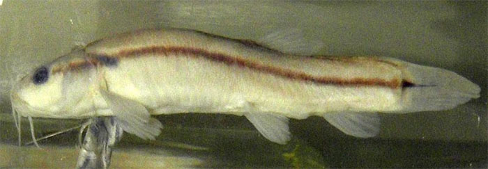 쌀미꾸리(Eightbarbel loach). Lefua costata