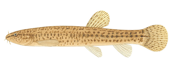 쌀미꾸리(Eightbarbel loach). Lefua costata