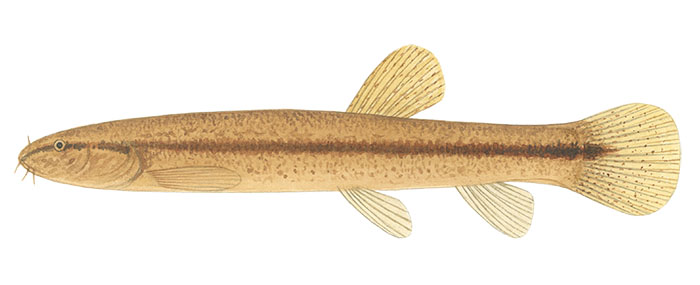 쌀미꾸리(Eightbarbel loach). Lefua costata