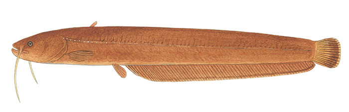 미유기(Slender Catfish). Silurus microdorsalis(Mori, 1936).