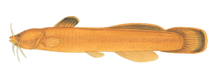 퉁가리과 Family Amblycipitidae(Torrent catfishes)