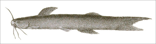 퉁가리과 Family Amblycipitidae(Torrent catfishes)