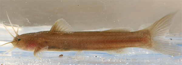 퉁가리과 Family Amblycipitidae(Torrent catfishes)