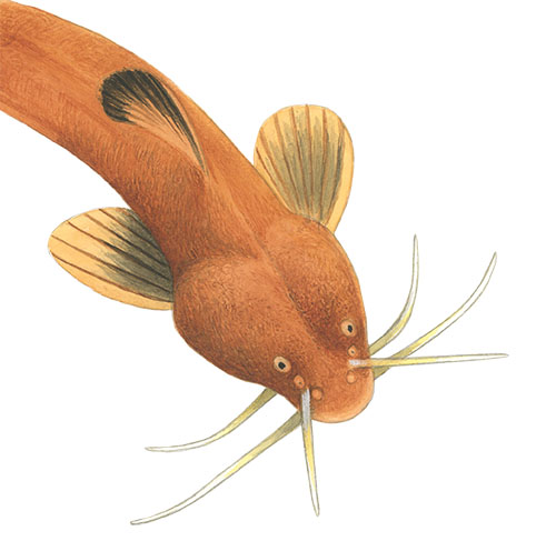 퉁가리과 Family Amblycipitidae(Torrent catfishes)