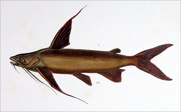 바다동자개과 Family Ariidae(Sea catfishes).