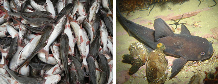 바다동자개과 Family Ariidae(Sea catfishes).