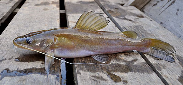 동자개과 Family Bagridae(Bagrid catfishes).