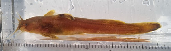 퉁가리(Korean torrent catfish).Liobagrus andersoni