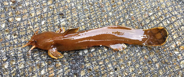 퉁가리(Korean torrent catfish).Liobagrus andersoni