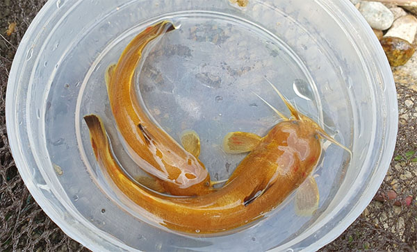 퉁가리(Korean torrent catfish).Liobagrus andersoni
