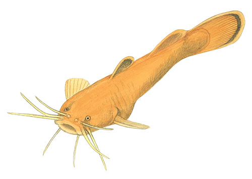 퉁가리(Korean torrent catfish).Liobagrus andersoni