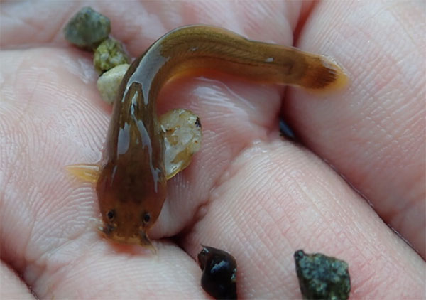 퉁가리(Korean torrent catfish).Liobagrus andersoni