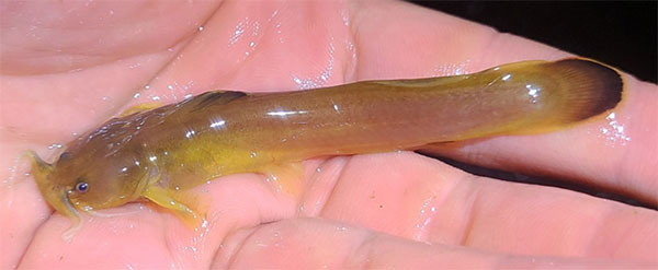퉁가리(Korean torrent catfish).Liobagrus andersoni