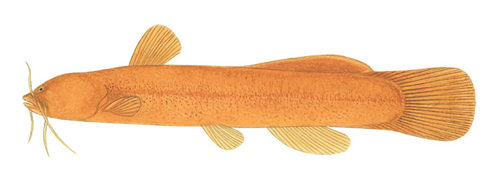 동방자가사리(Eastern torrent catfish).Liobagrus hyeongsanensis