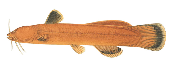 자가사리(South torrent catfish). Liobagrus mediadiposalis